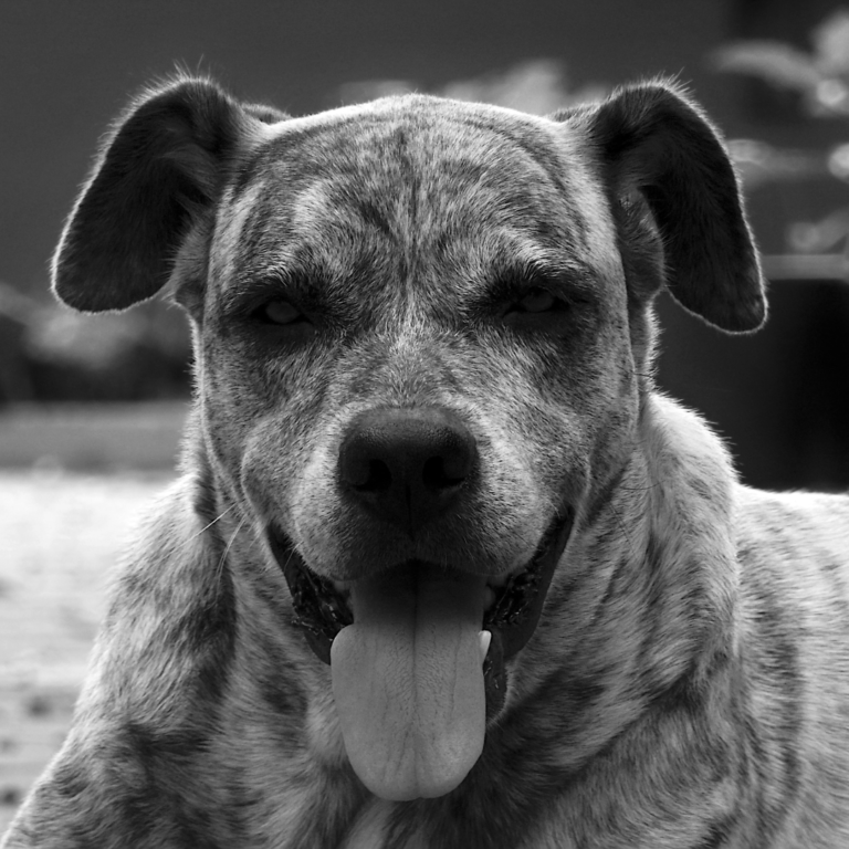 Dog Eulogy Examples: 10 Dog Eulogies to inspire your own - Eulogies By Jen