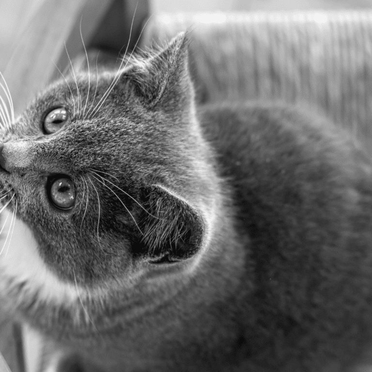 25 Cat Eulogy Examples | Eulogy Generator