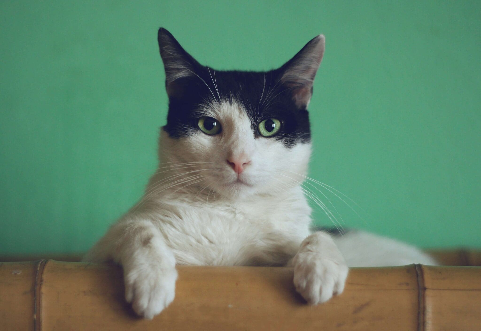 25 Heartfelt Pet Eulogy Examples | Eulogy Generator